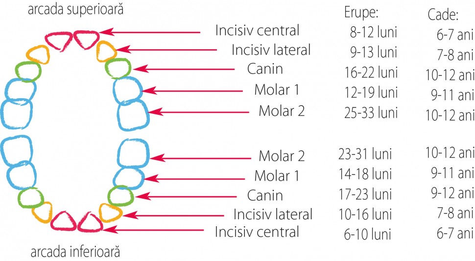 Informatii utile despre dintii copiilor - D MEDICAL DENT